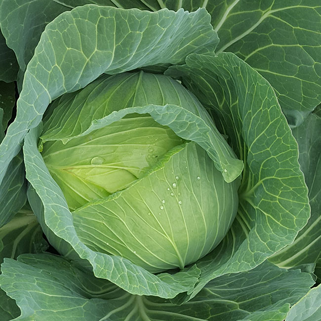 Urkohl nun auf den Feldern von Stoffers Gemüsenbau